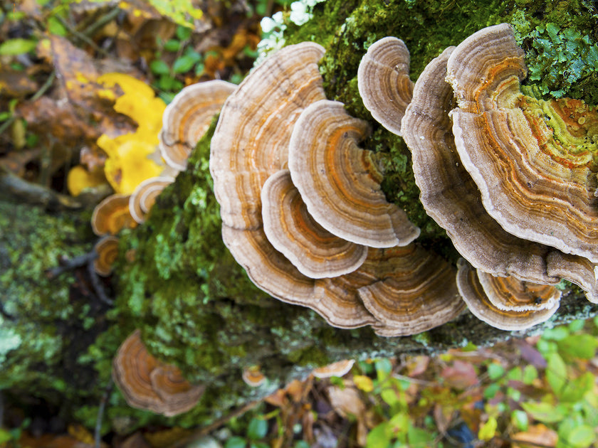 Beneficios, usos y efectos secundarios de la cola de pavo – Mushroom ...